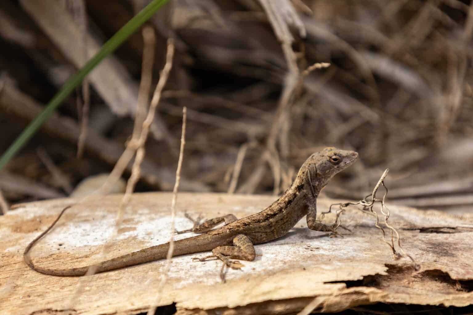Anole, Gecko, Skink – Which is it? - Villages at Country Creek