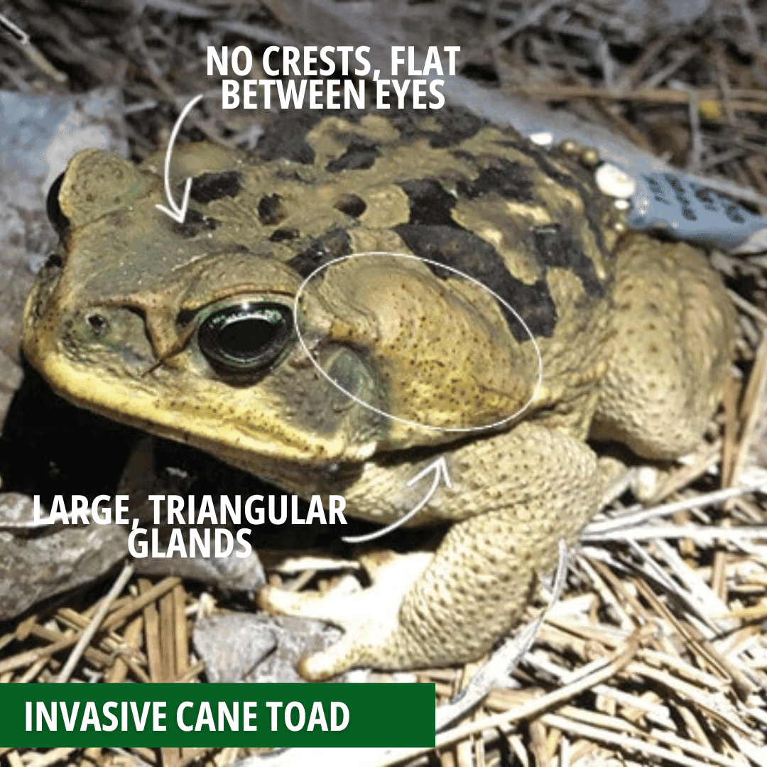 Cane Toads - Villages at Country Creek